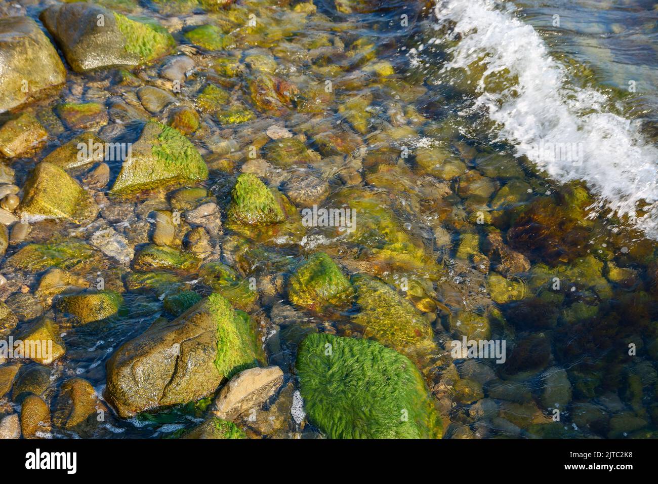 seaweed nature background. plant among the stones and pebbles in ...