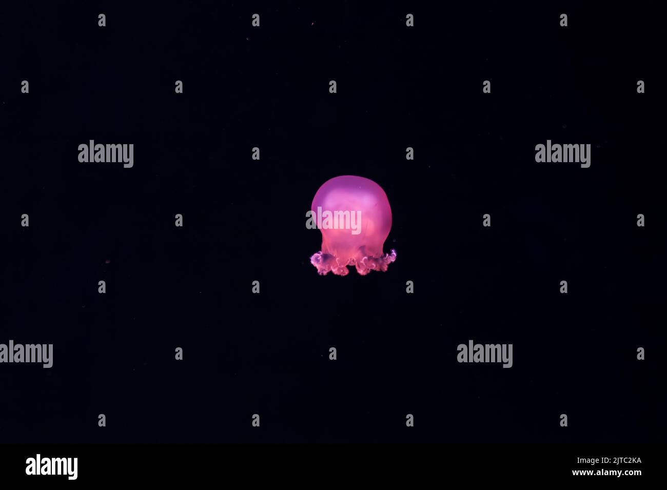 The Purple-striped Jellyfish On sweem a blue background. rhizostoma ...