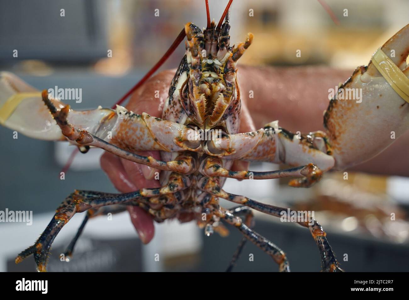 Caucasian man holding fresh, live lobster, close up of underside of ...