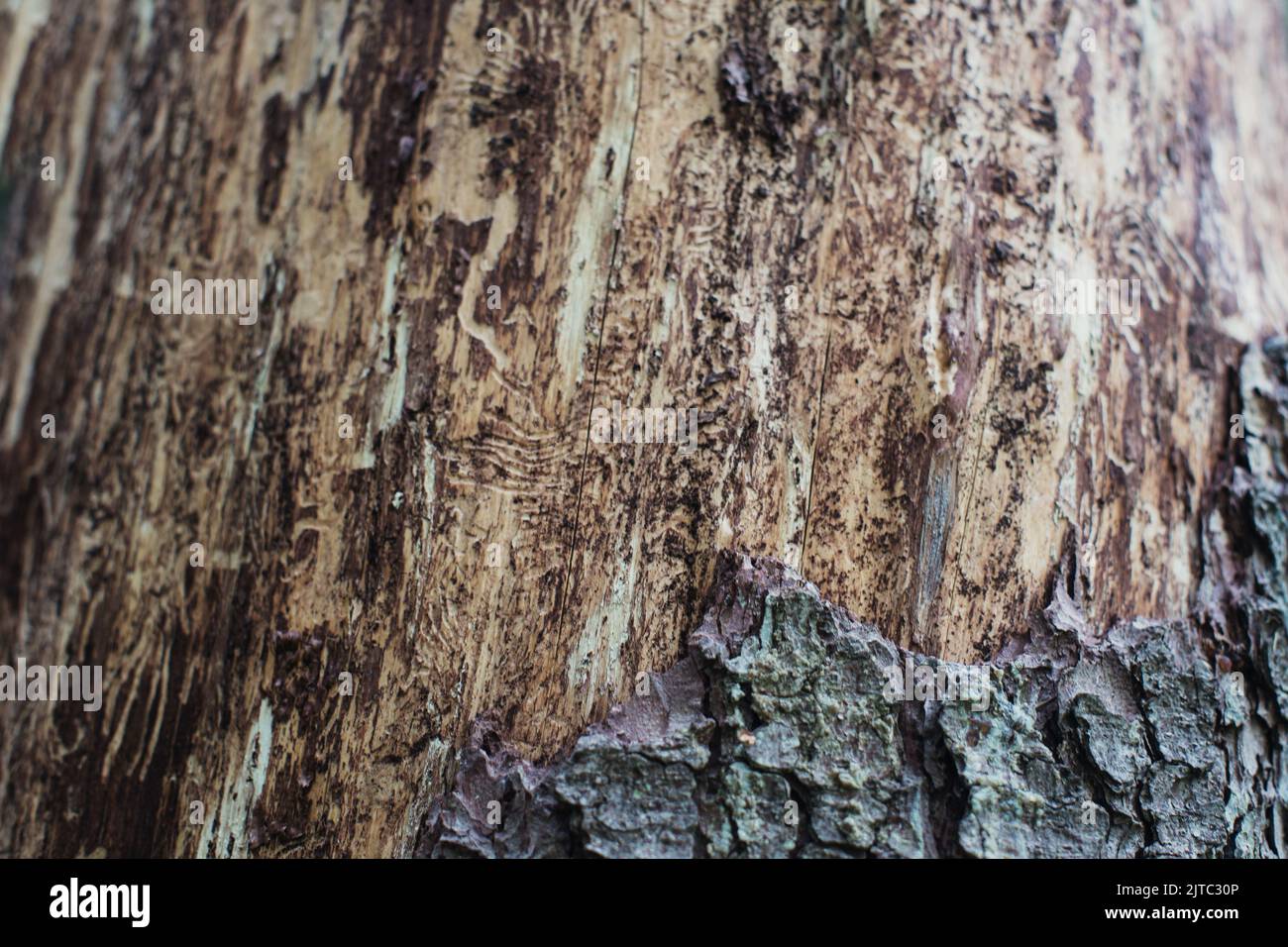 Bark of an old tree in the forest close-up. Textured beautiful abstract ...