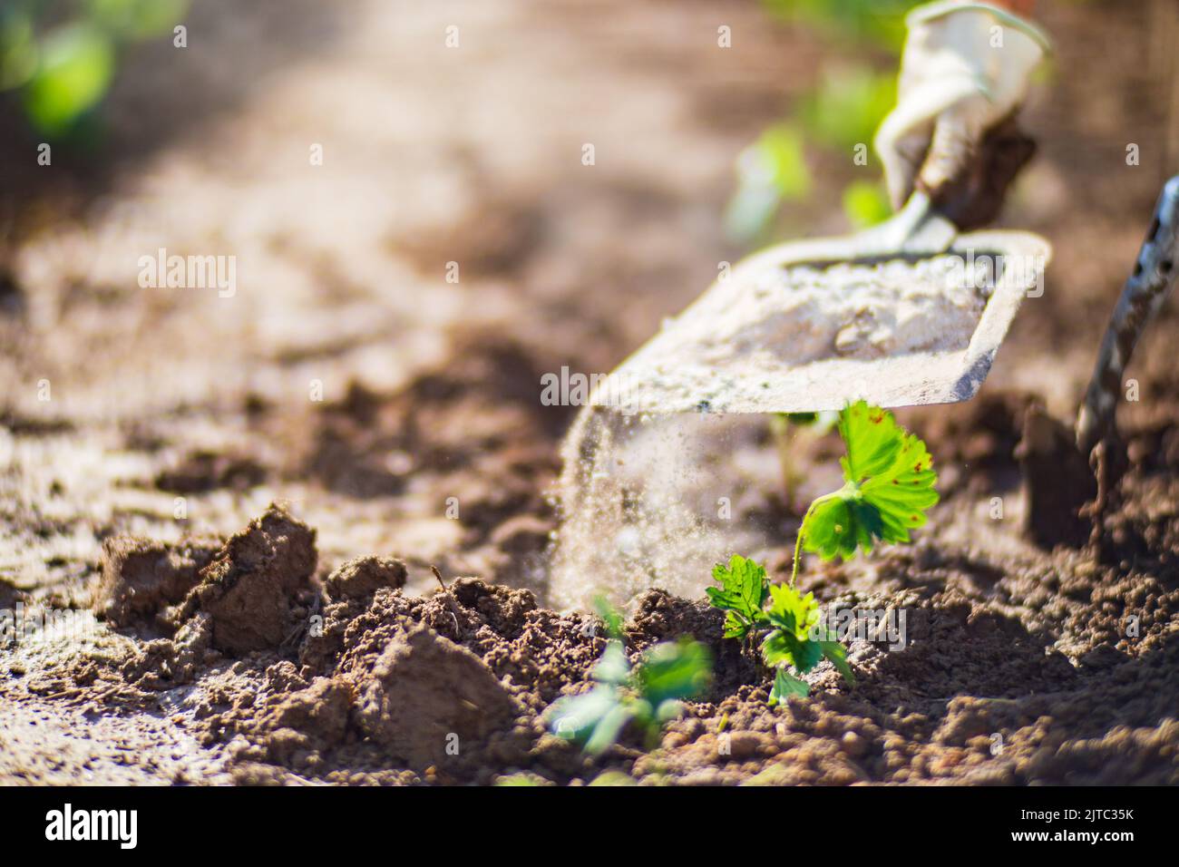 Human hands prepare the soil for planting crops in the garden ...