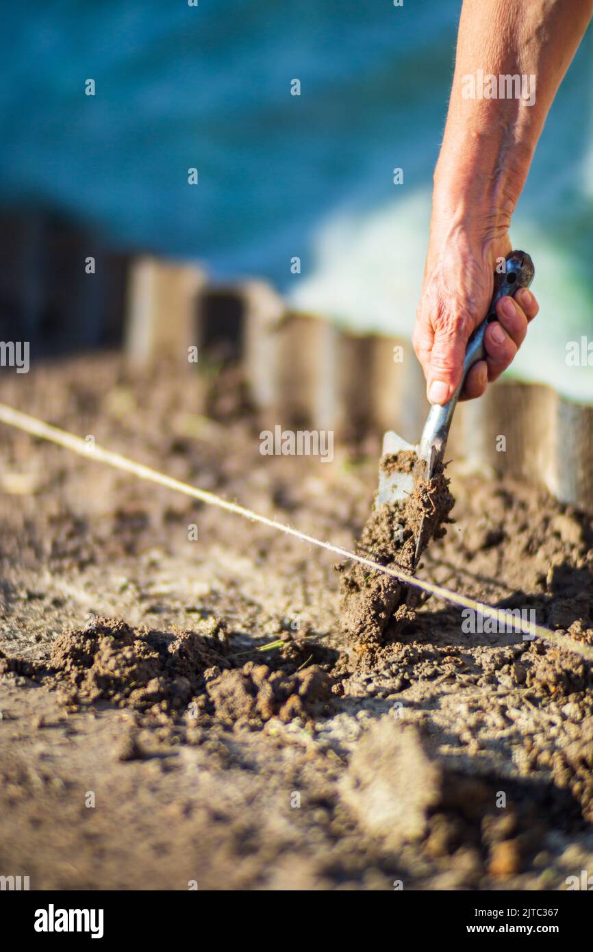 Human hands prepare the soil for planting crops in the garden ...
