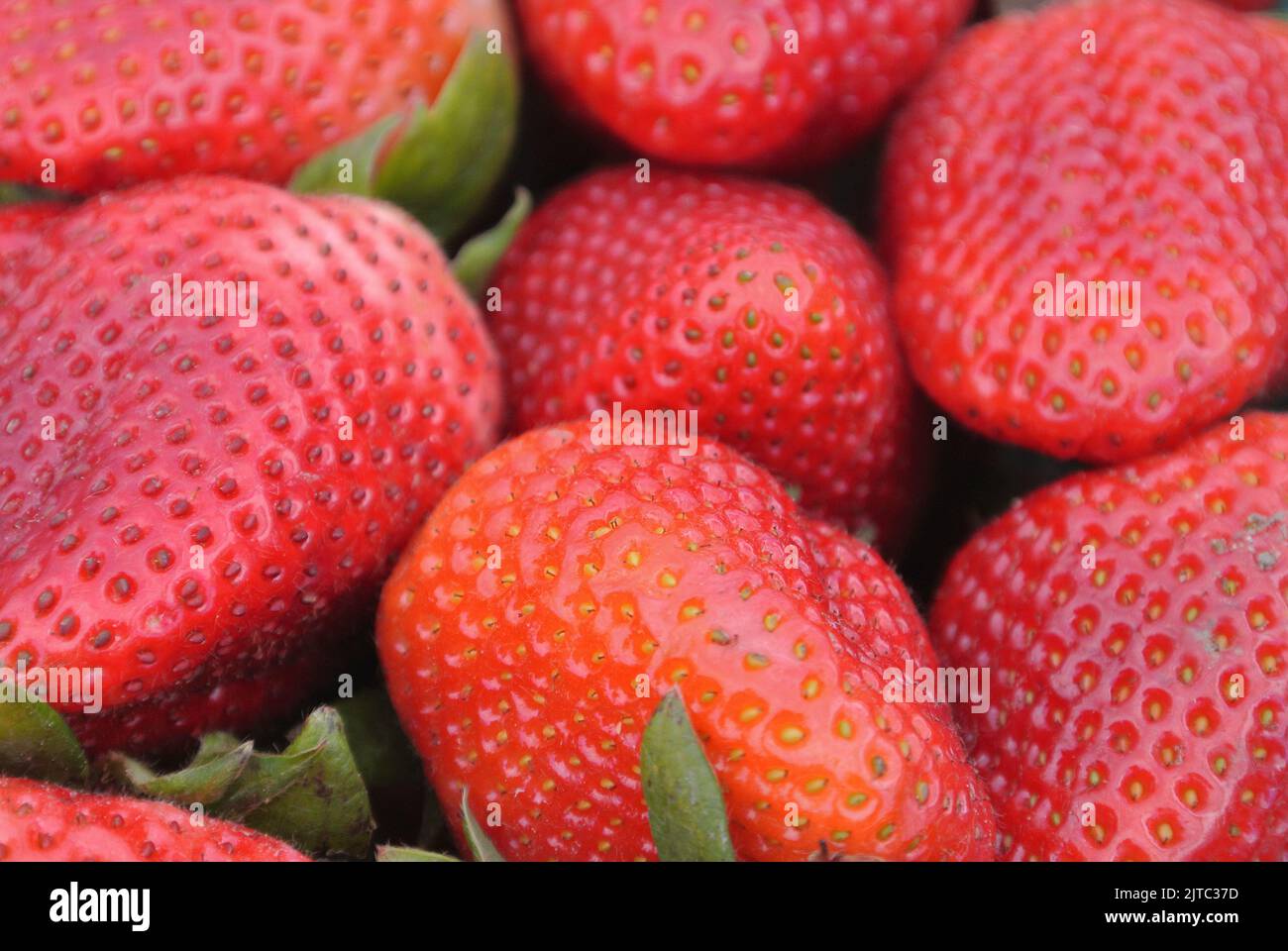 Container of strawberries, fresh red strawberries Stock Photo - Alamy