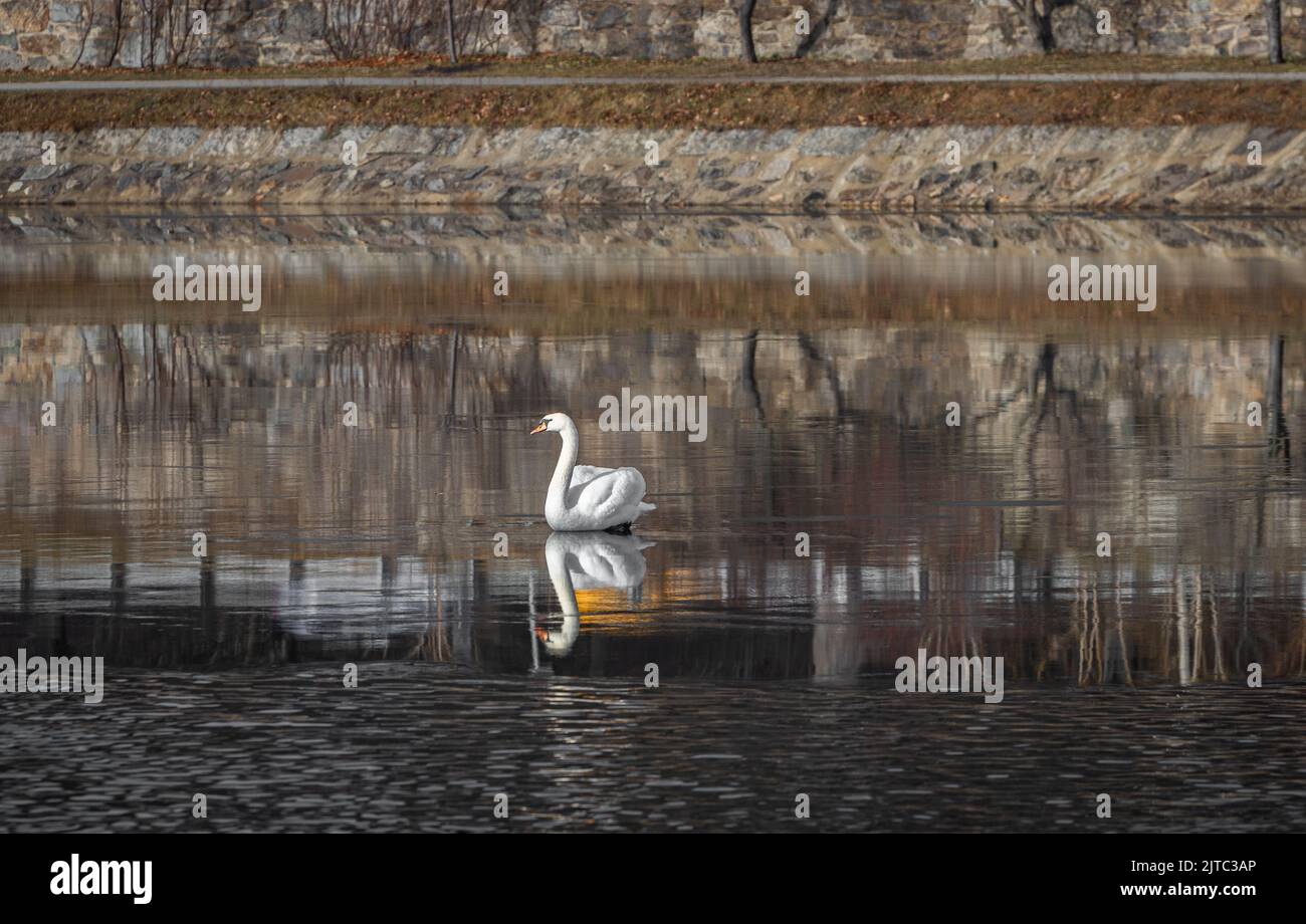 A swan sitting on a partially frozen pond in Boston Stock Photo - Alamy