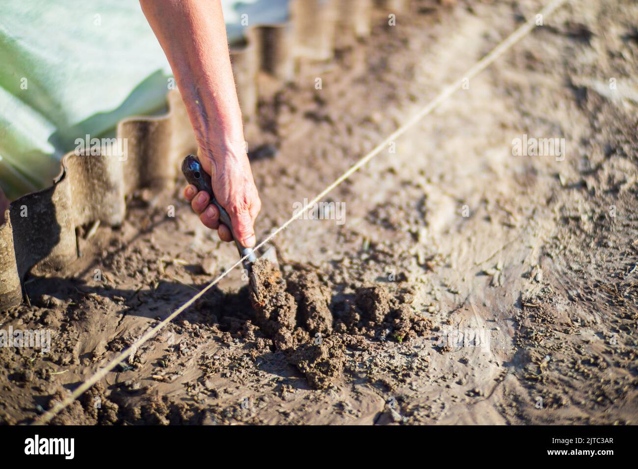 Human hands prepare the soil for planting crops in the garden ...