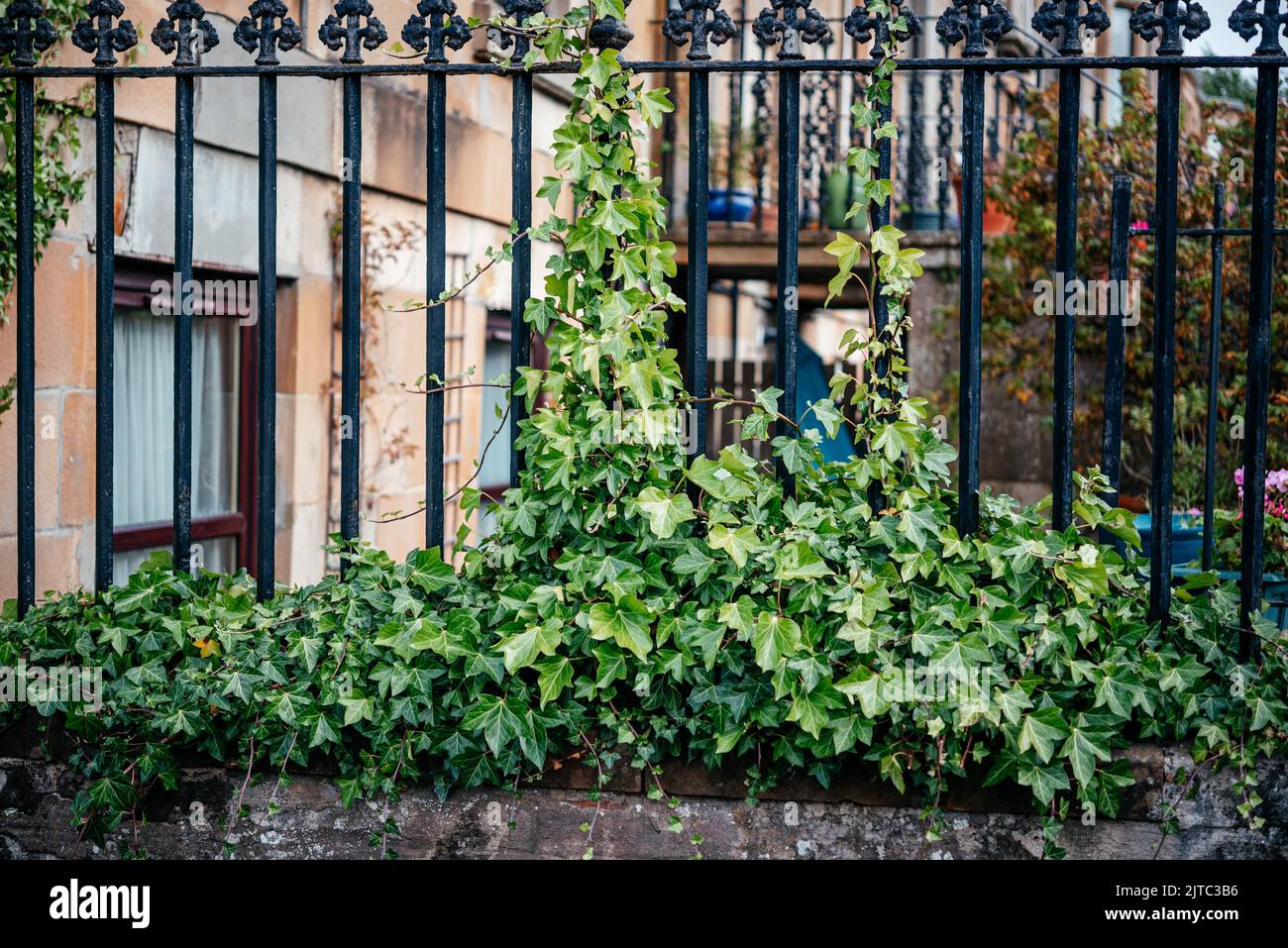 Green ivy leaves climbing black metal fence in Scotland Stock Photo - Alamy