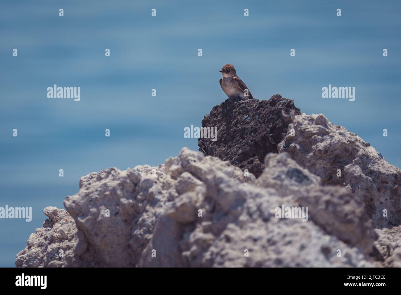 Sand marti hi-res stock photography and images - Alamy