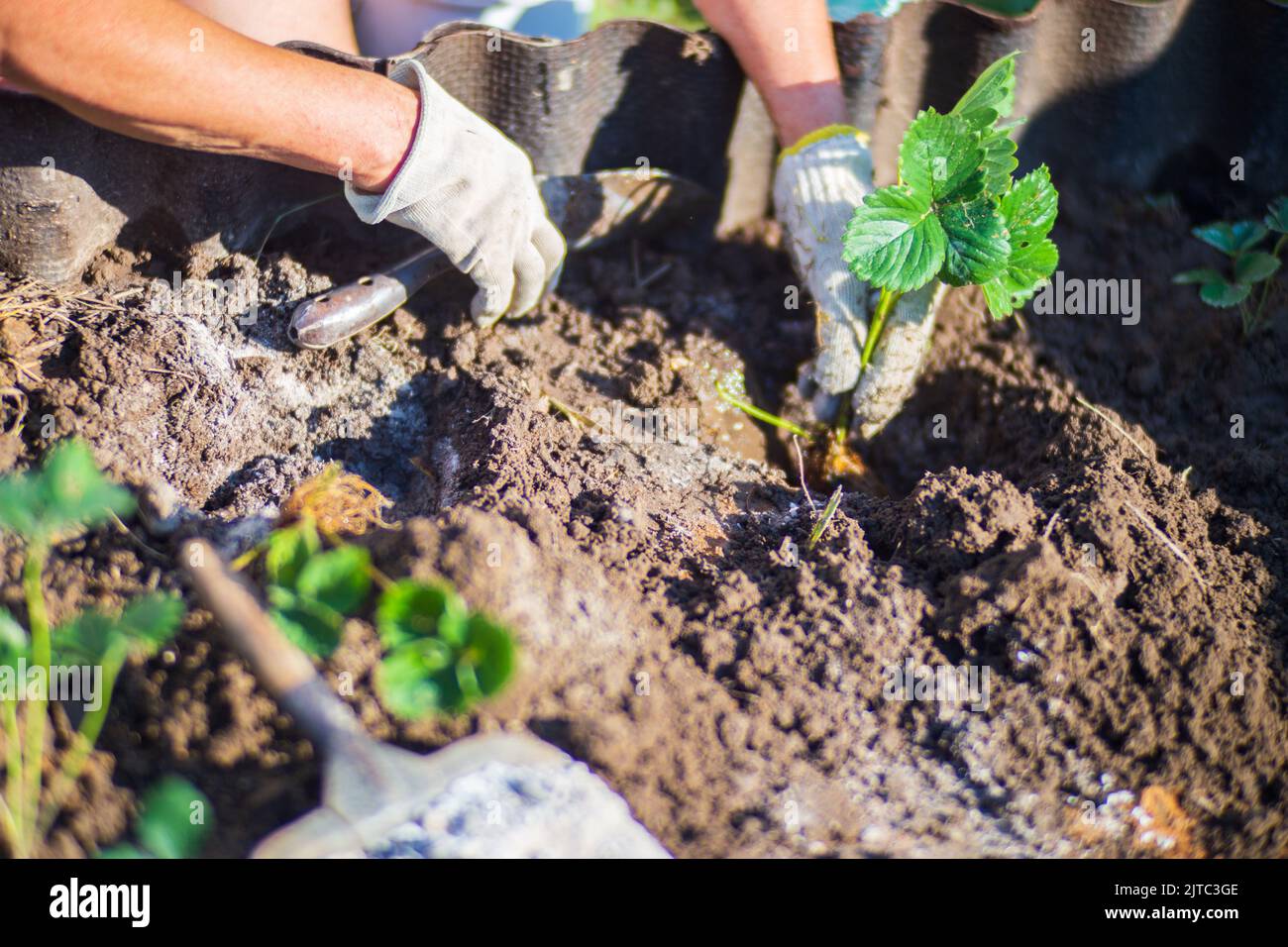 Human hands plant an agricultural seedling in the garden. Cultivated ...
