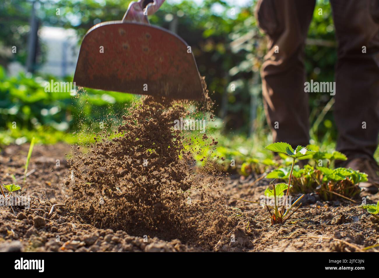 Farmer cultivating land in the garden with hand tools. Soil loosening ...