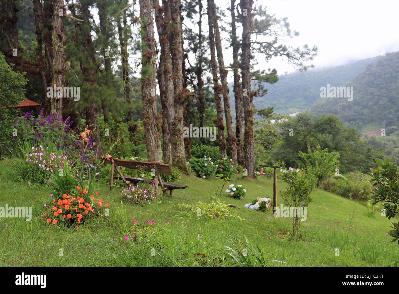 Overlooking green trees hi-res stock photography and images - Alamy