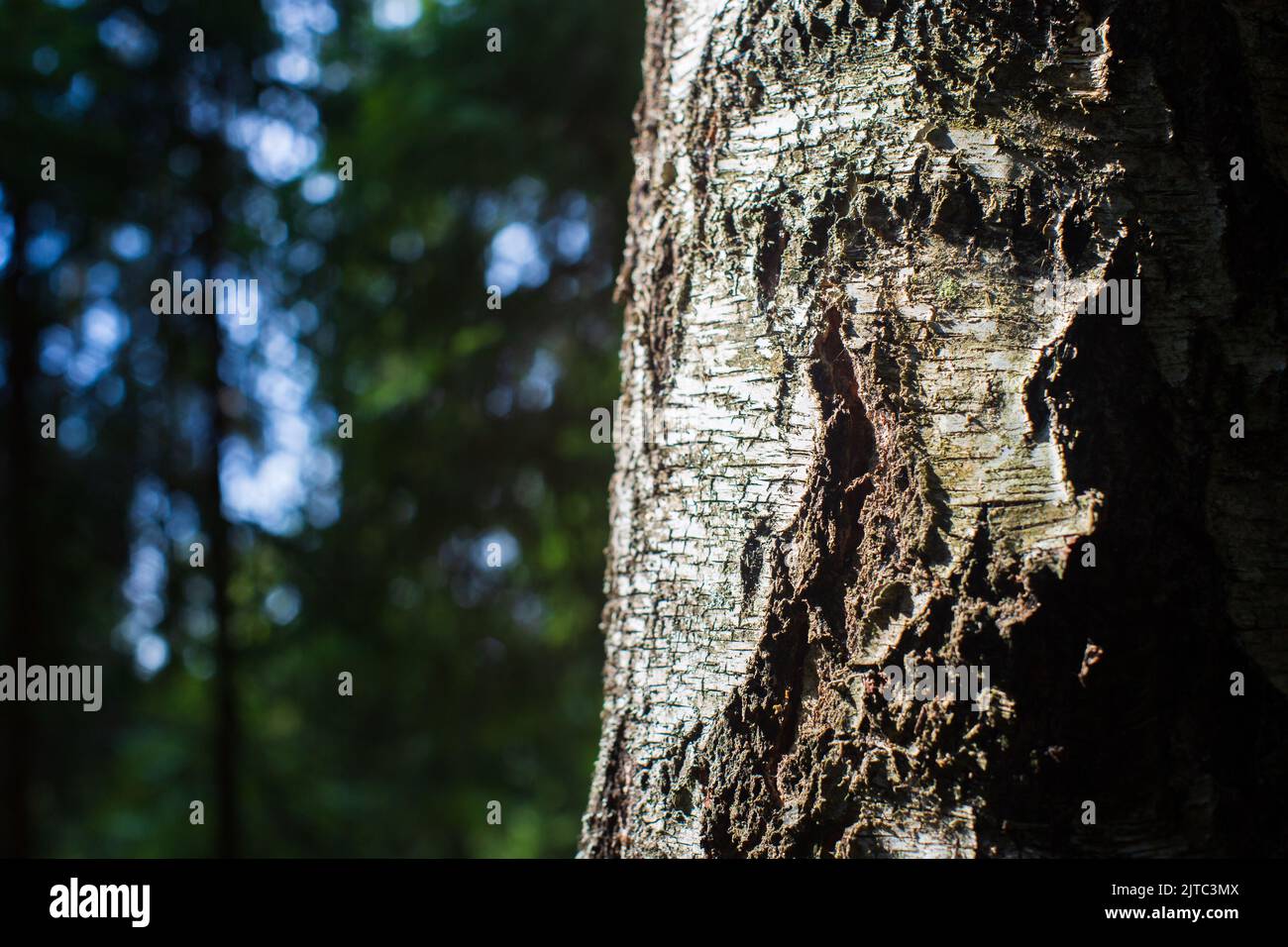 Bark of an old tree in the forest close-up. Textured beautiful abstract ...