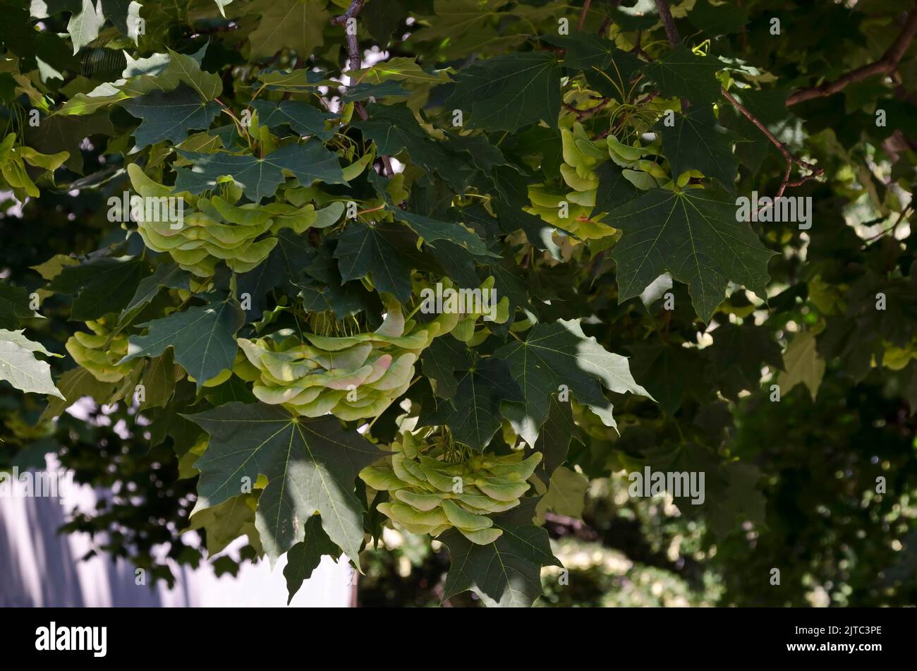 Branches with leaves and the winged fruit of a sycamore or acer ...