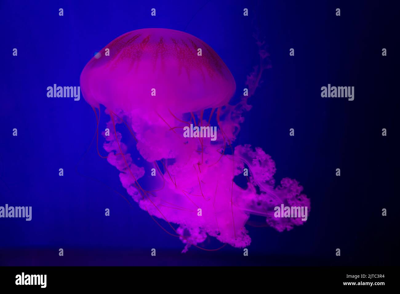 The Purple-striped Jellyfish On a blue background. chrysaora plocamia ...