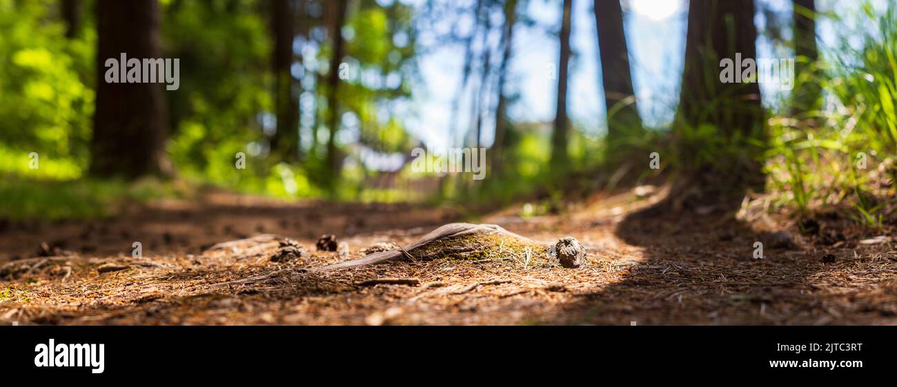 Forest path close-up with cones and roots. Low point of view in nature ...