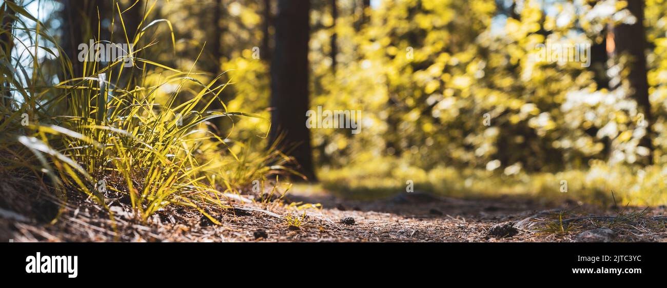 Forest path close-up with cones and roots. Low point of view in nature ...