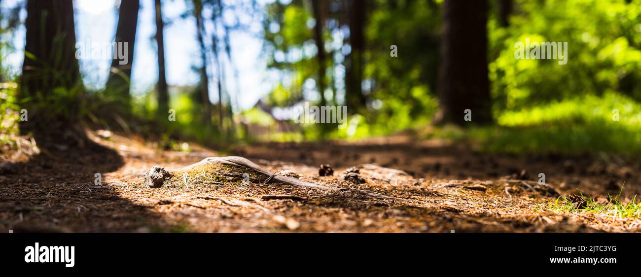 Forest path close-up with cones and roots. Low point of view in nature ...