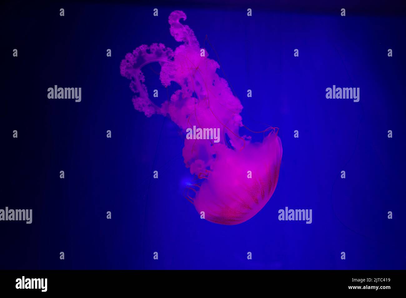 The Purple-striped Jellyfish On a blue background. chrysaora plocamia ...