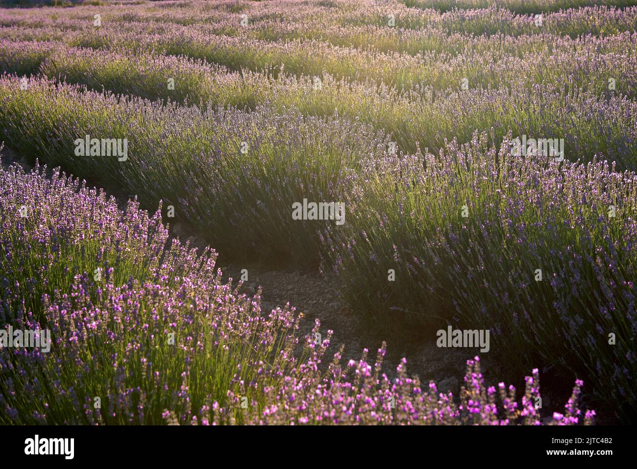A lavender field in bloom on a sunny day.Straight lines, perpendicular ...