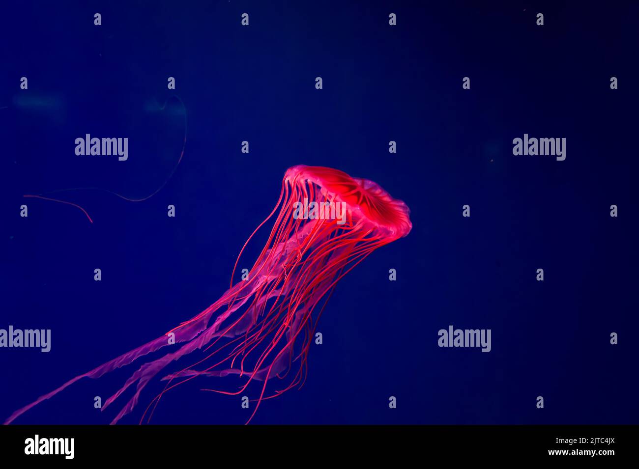 The Purple-striped Jellyfish On a blue background. Chrysaora pacifica ...