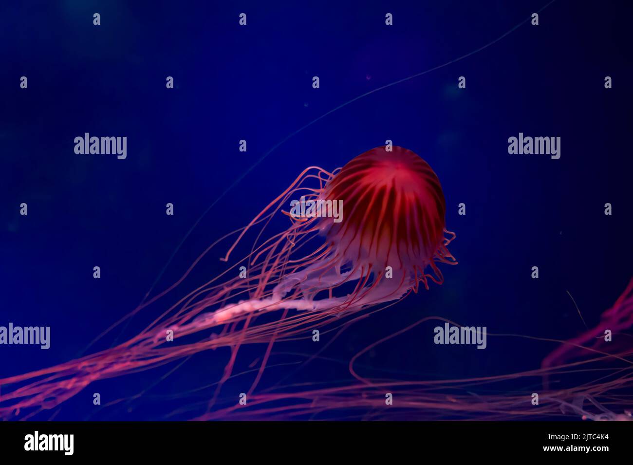 The Purple-striped Jellyfish On a blue background. Chrysaora pacifica ...
