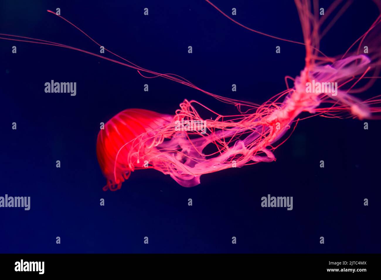 The Purple-striped Jellyfish On a blue background. Chrysaora pacifica ...