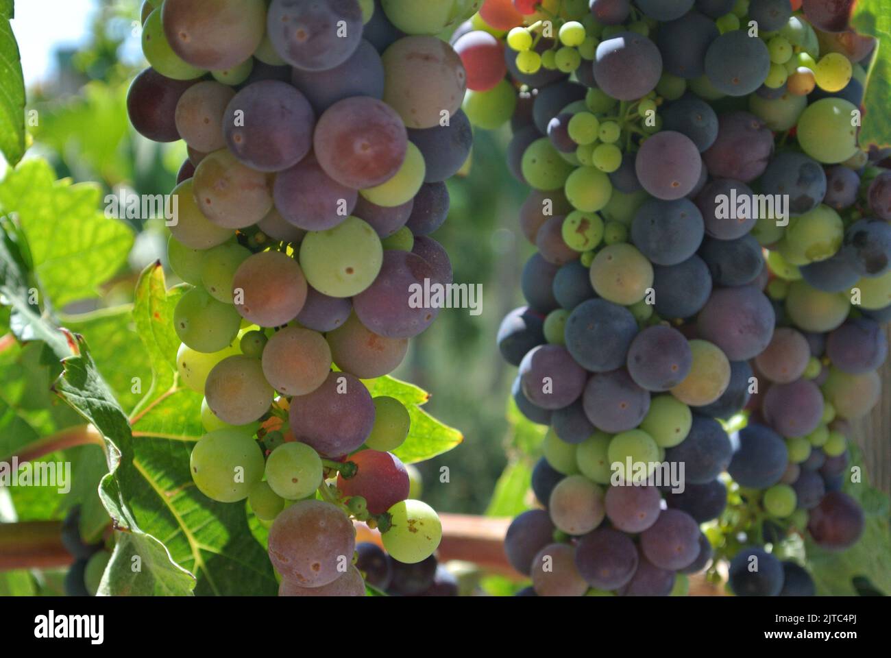 Grapes in winery vineyard, red and green wine grapes, grape vine Stock Photo - Alamy