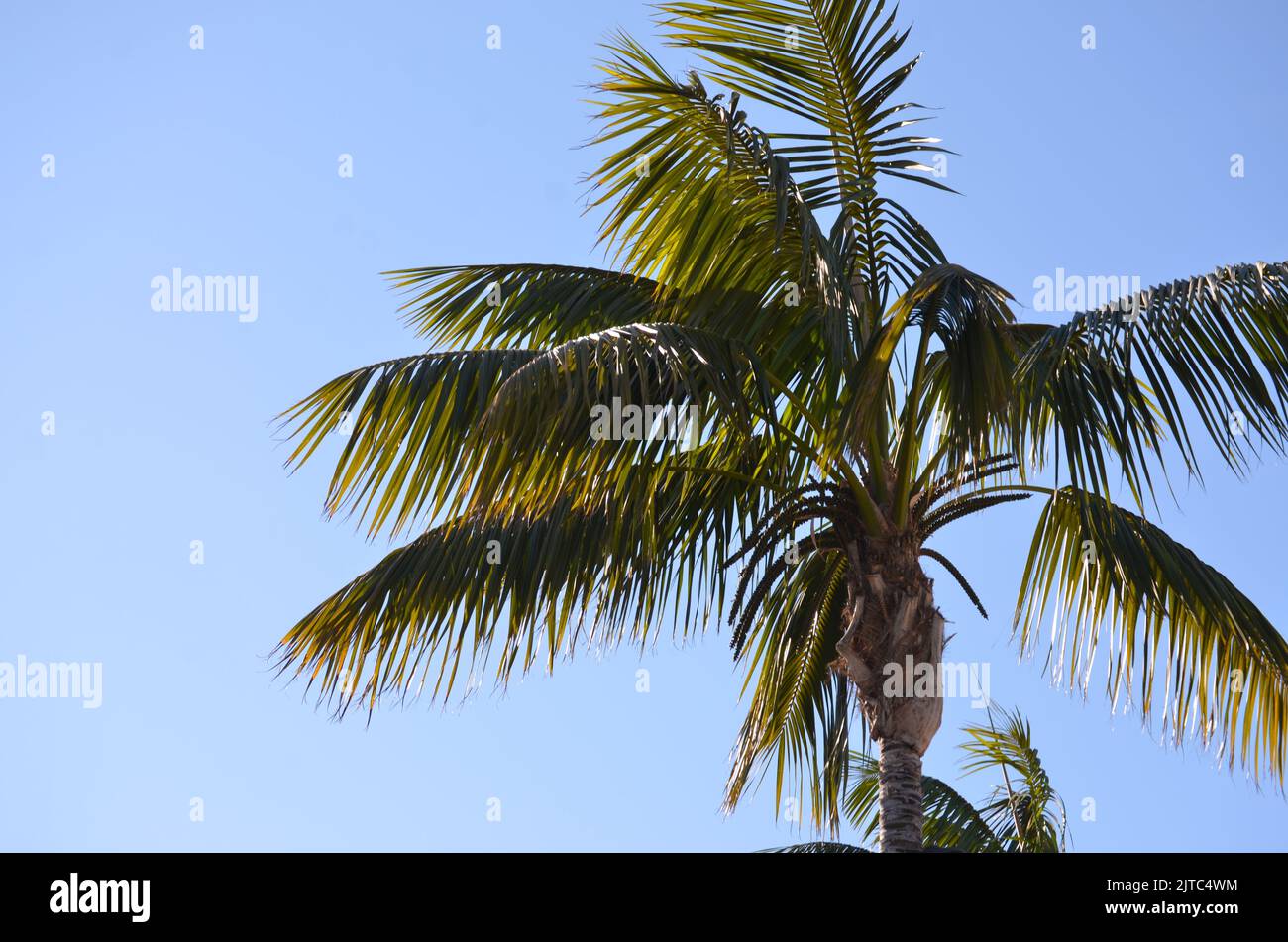 Palm tree, head of palm tree surrounded by sky Stock Photo - Alamy
