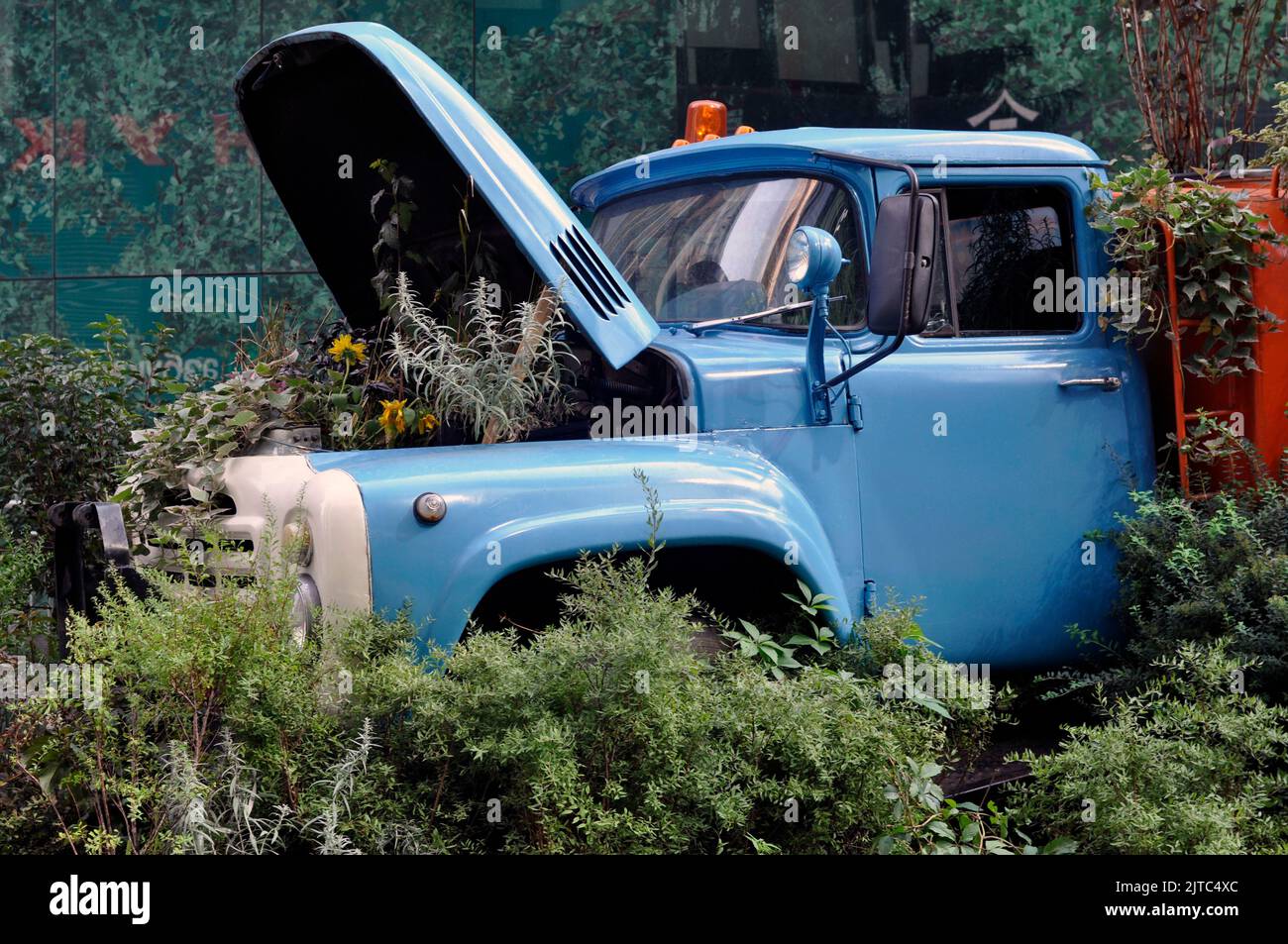 Moscow, Russia - August 28, 2022: Soviet truck ZIL 130 overgrown with ...