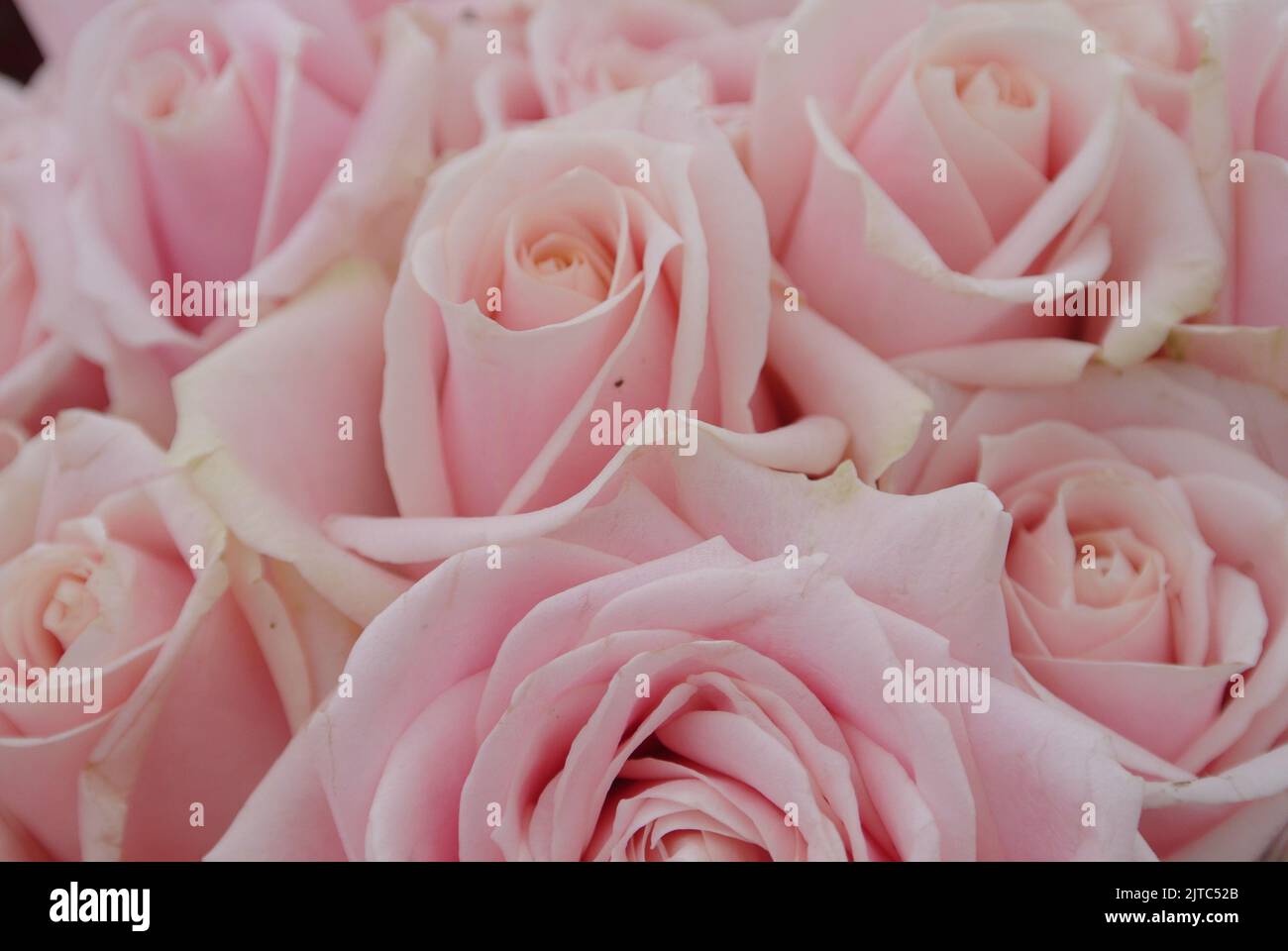 Dusty pink rose flower bouquet Stock Photo - Alamy