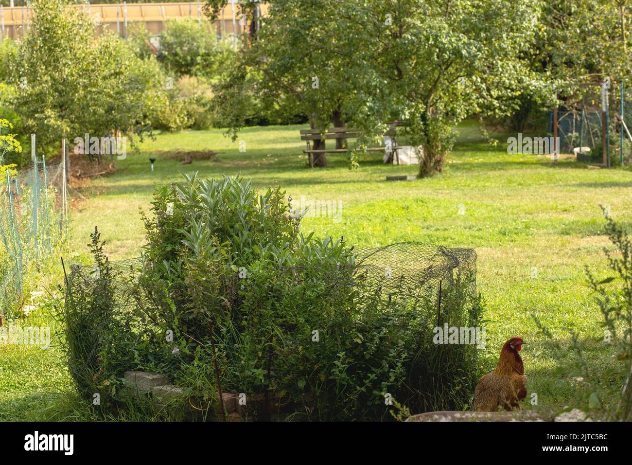Backyard flora hi-res stock photography and images - Alamy