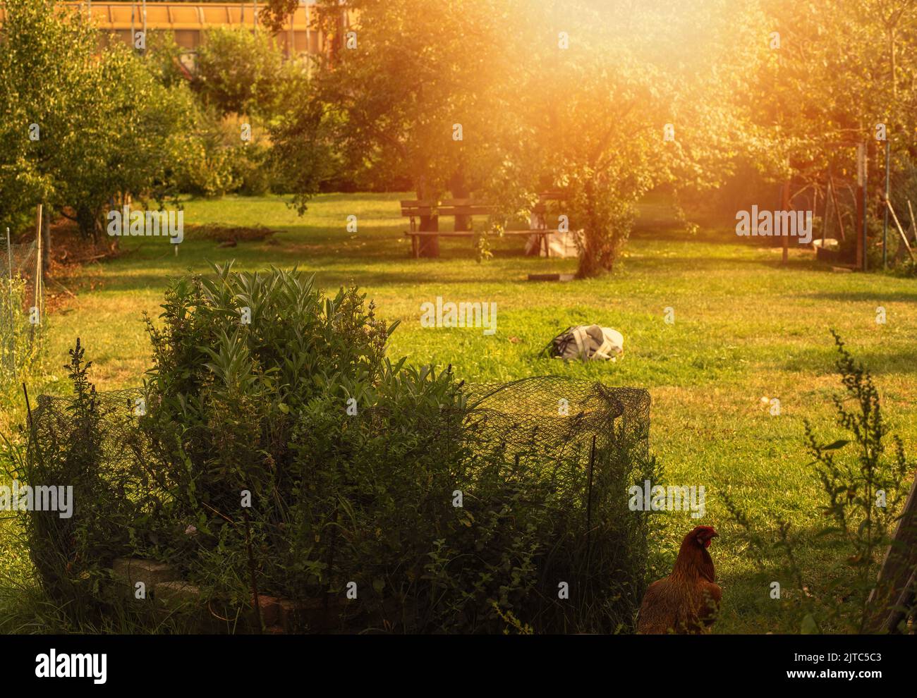 Backyard bloom hi-res stock photography and images - Alamy