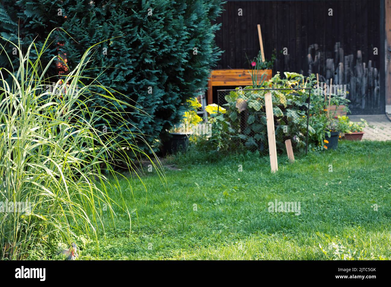 Backyard flora hi-res stock photography and images - Alamy