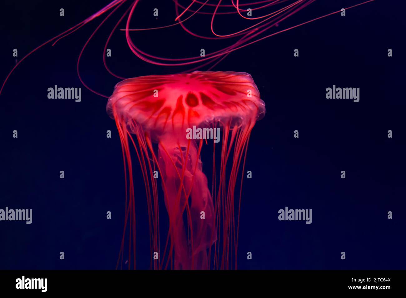 The Purple-striped Jellyfish On a blue background. Chrysaora pacifica ...