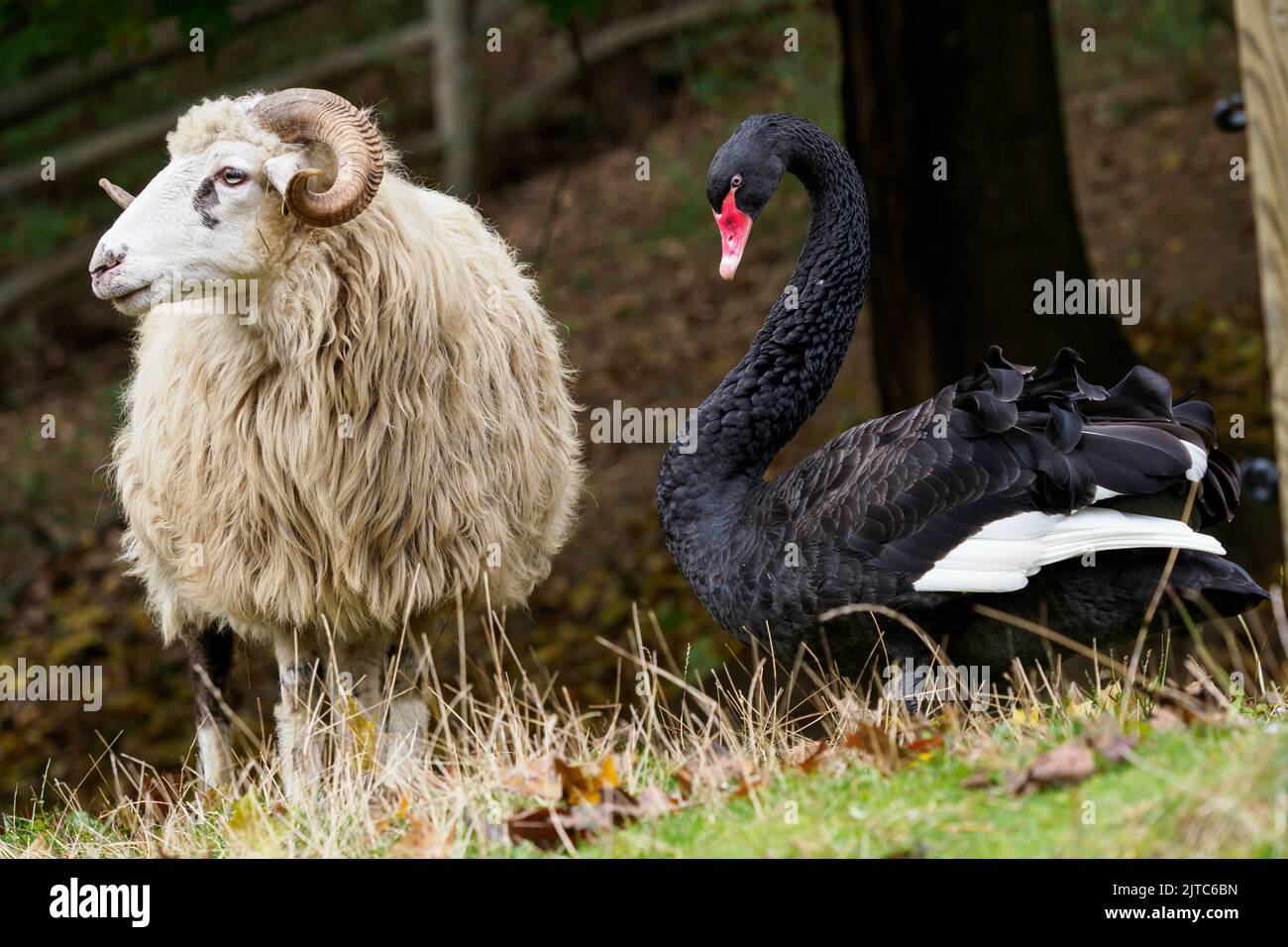 Wallachian sheep hi-res stock photography and images - Alamy
