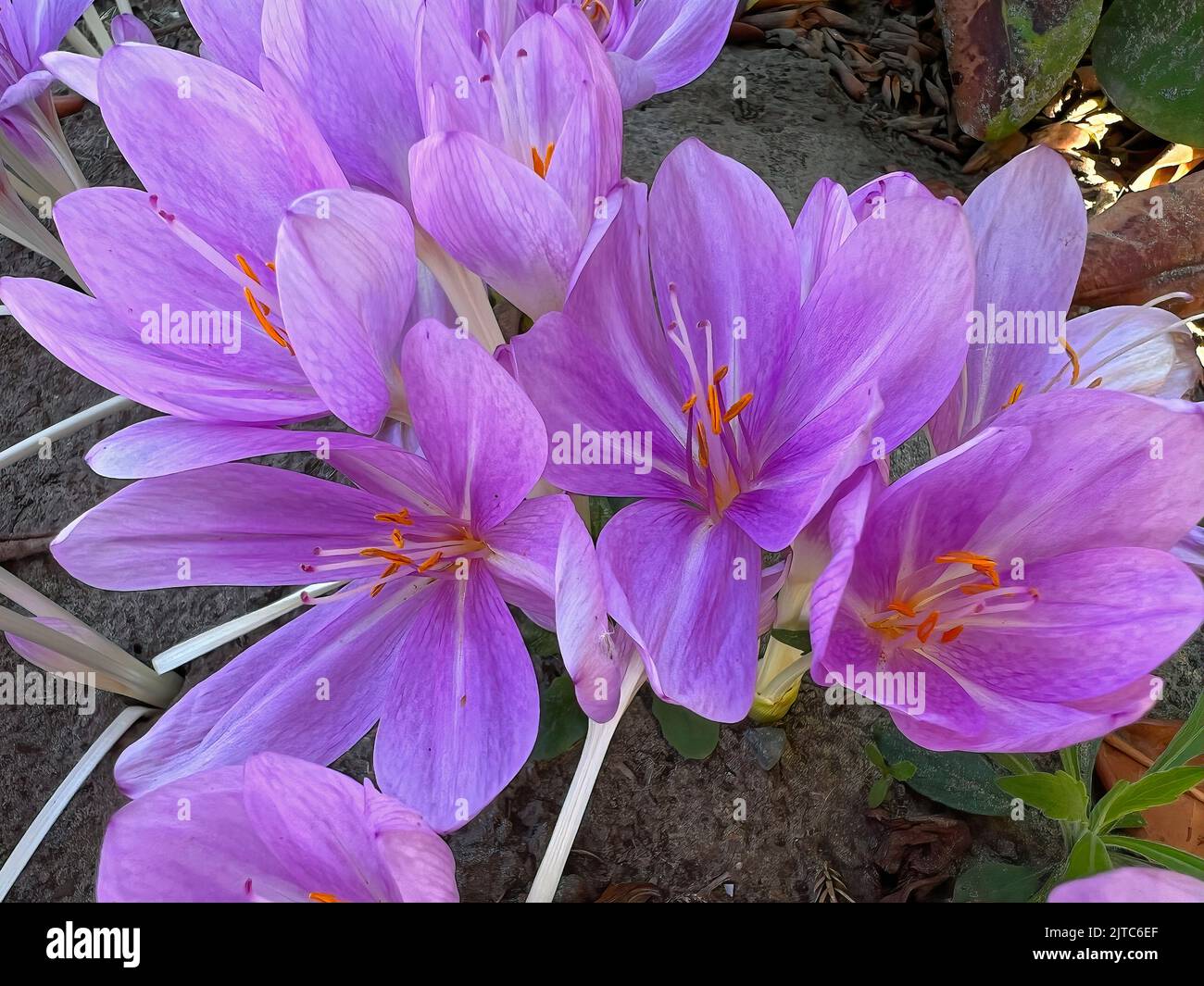 Colorful closeup on fresh emerged light purple flowers of the toxic ...