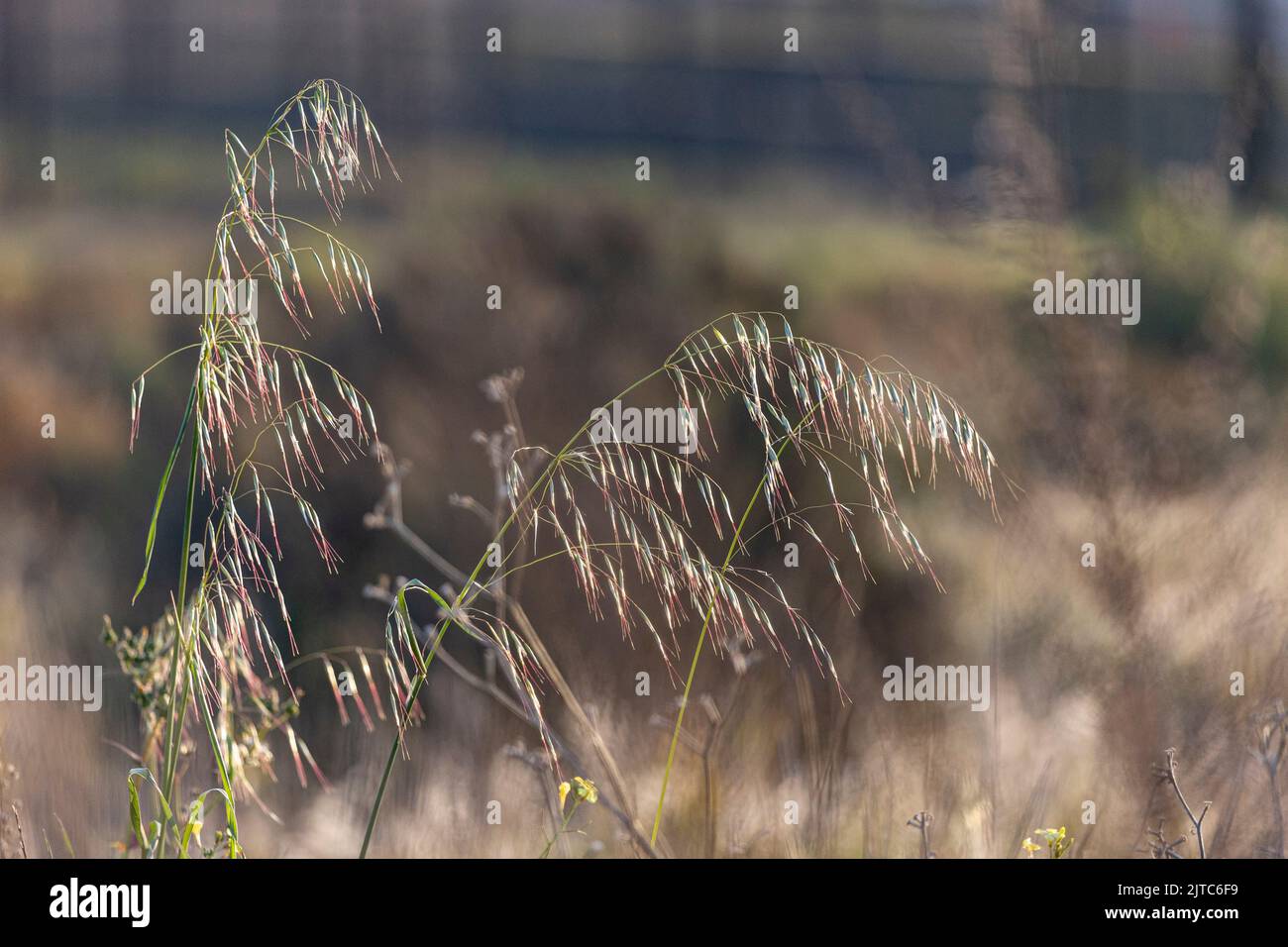 Cheatgrass hi-res stock photography and images - Alamy
