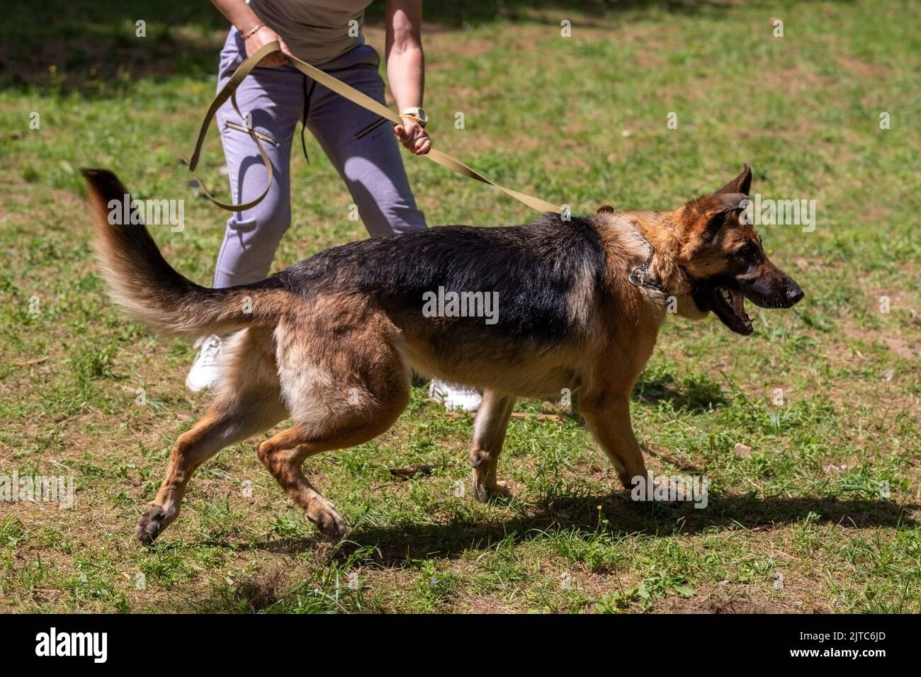 How To Train Aggressive German Shepherd