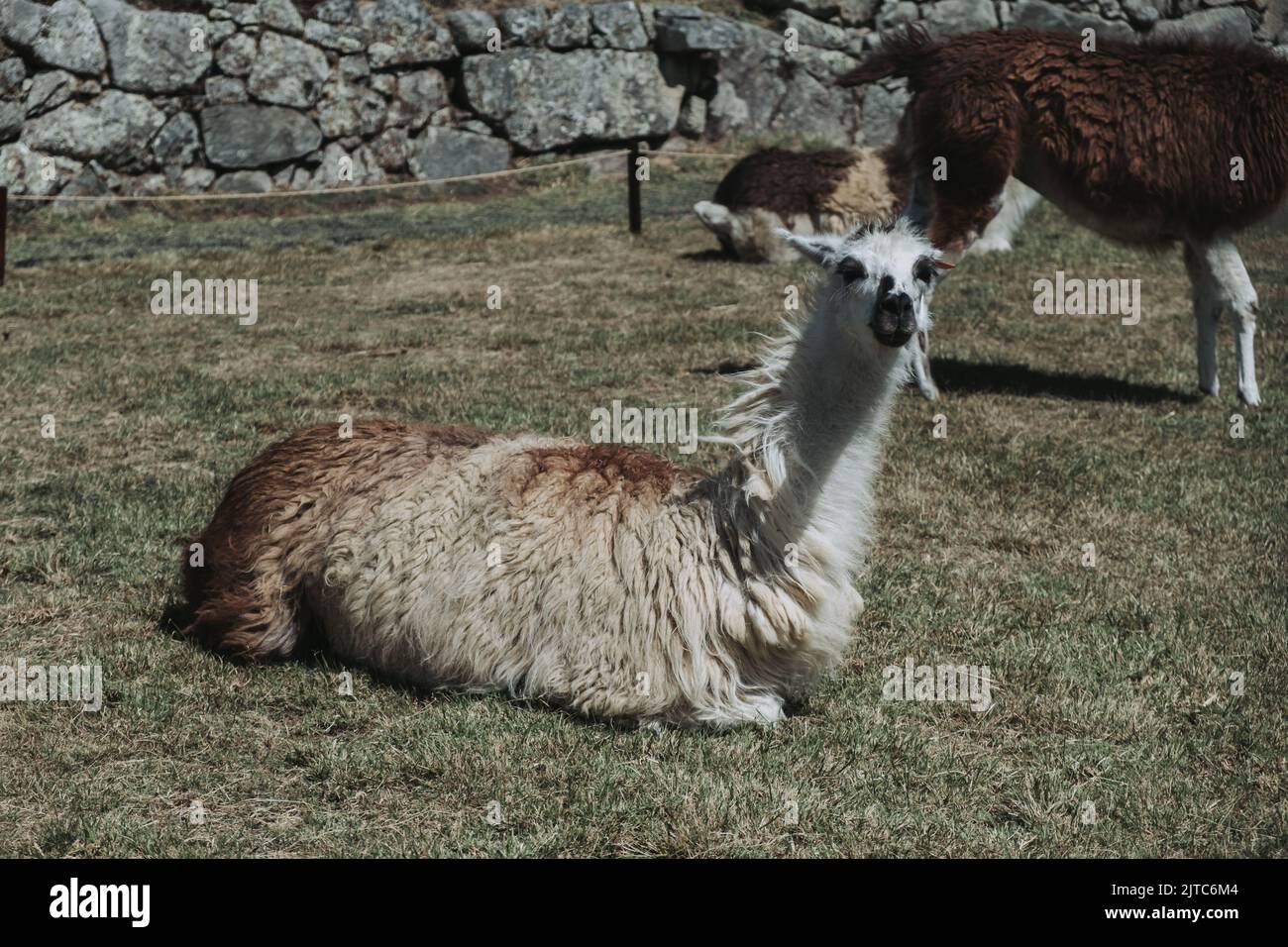 A Llama with white and brown wool sitting on the grass Stock Photo - Alamy
