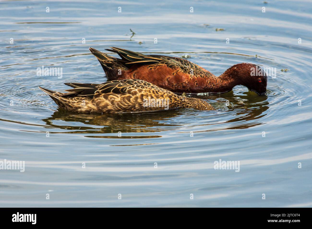 Anas cyanoptera (Cinnamon teal, Pato colorado) couple swimming and ...