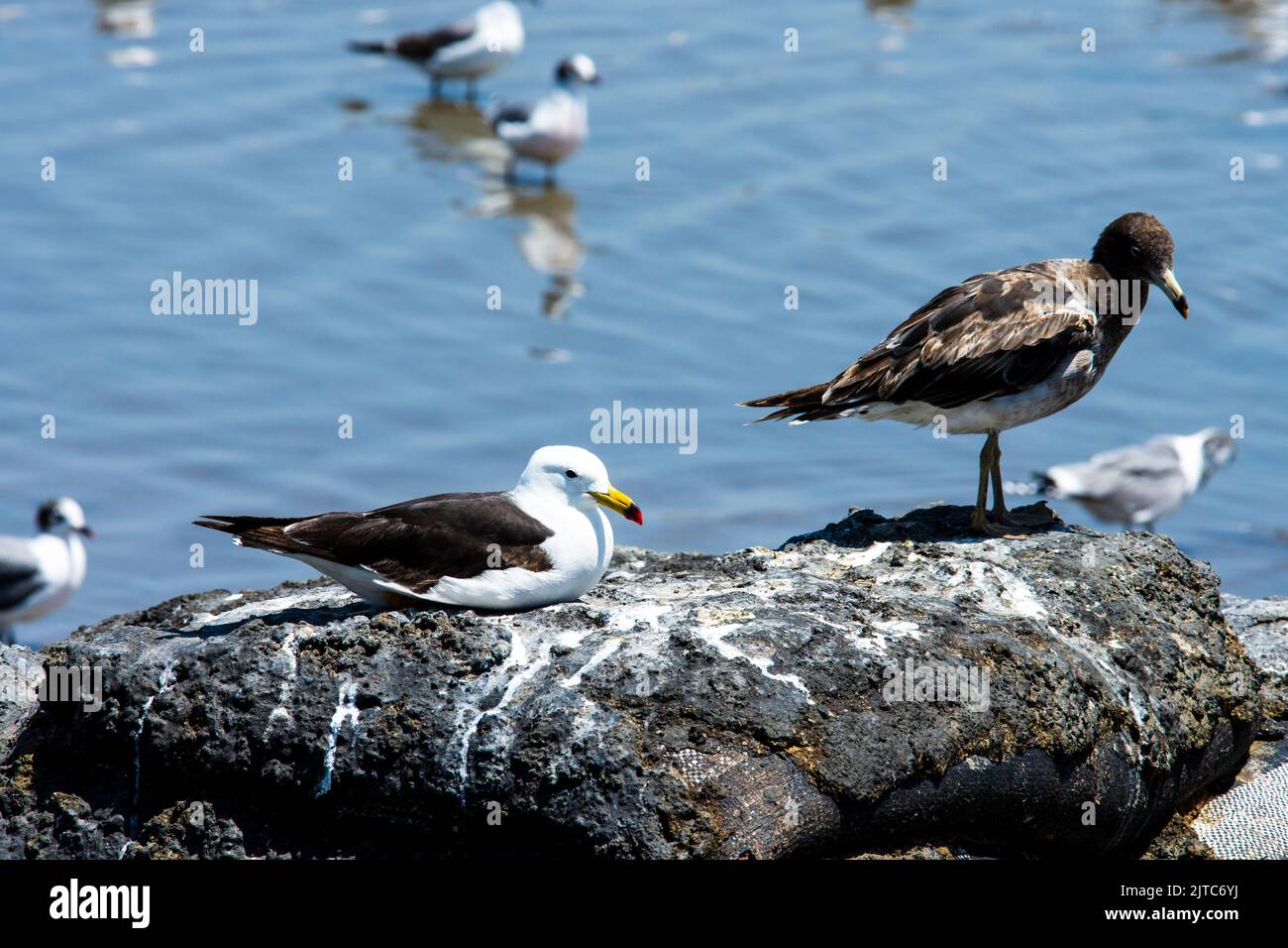 Larus belcheri or Gaviota peruana (Belcher's gull), mature and juvenile ...