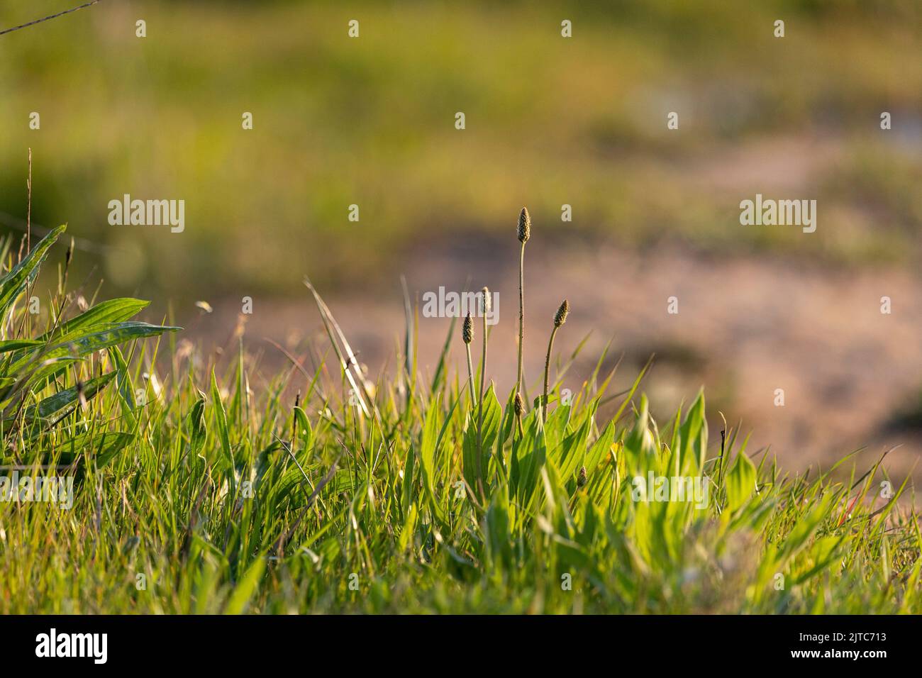 The Ribwort Plantain plants and lush green grass in the field Stock ...