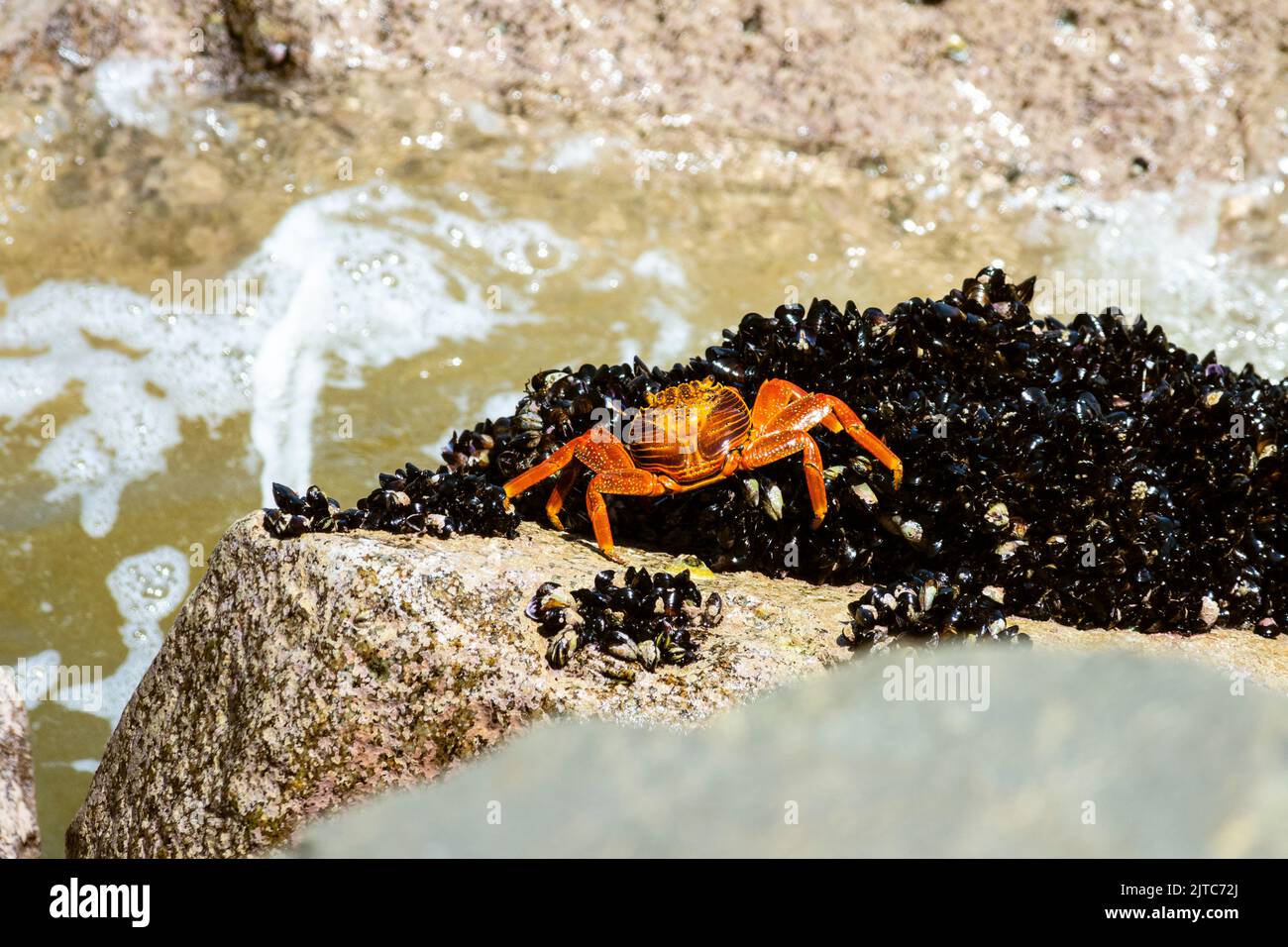Grapsus grapsus, Sally lightfoot crab walking on La Arenilla beach ...