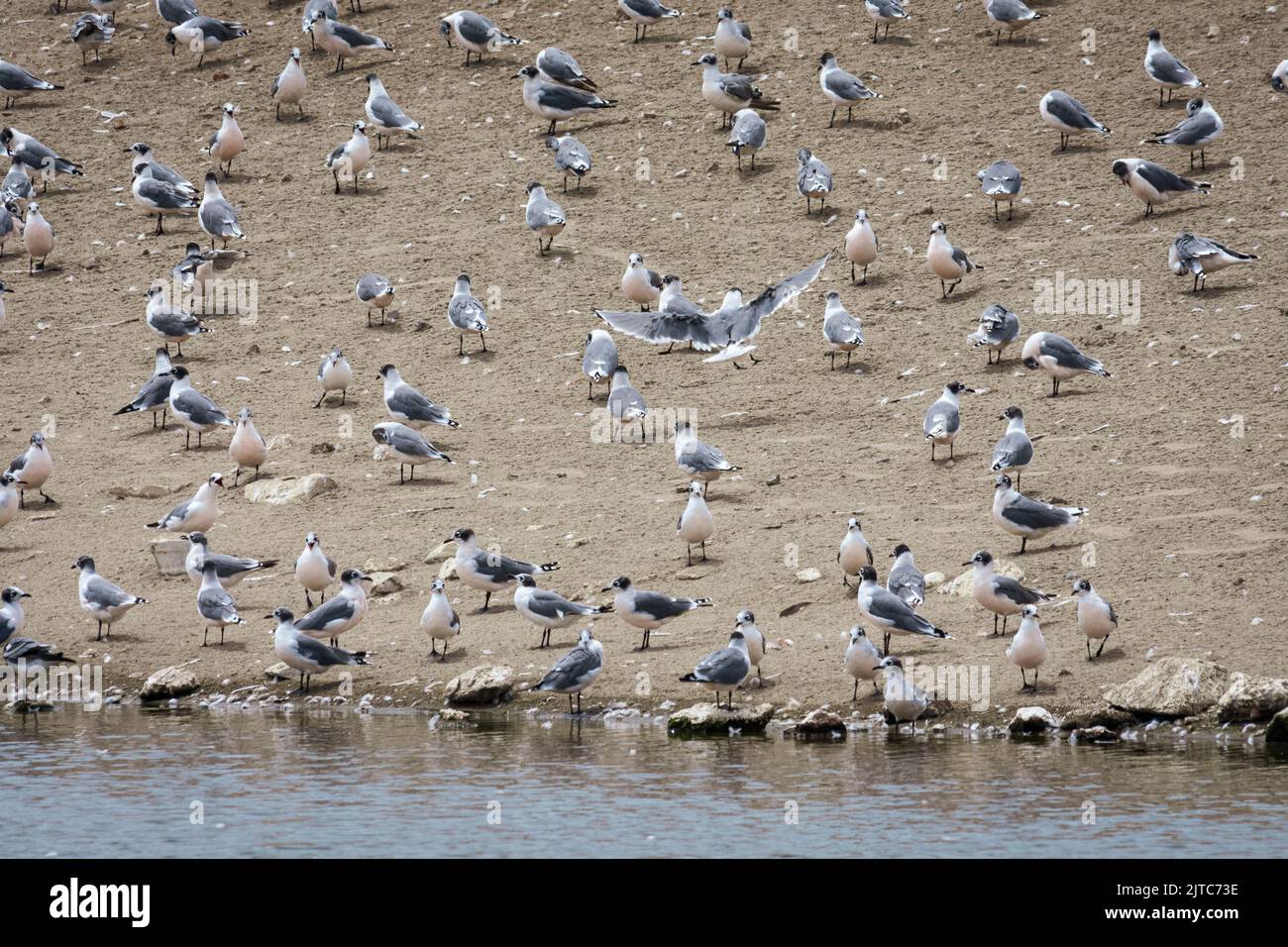 Gaviota perú hi-res stock photography and images - Alamy