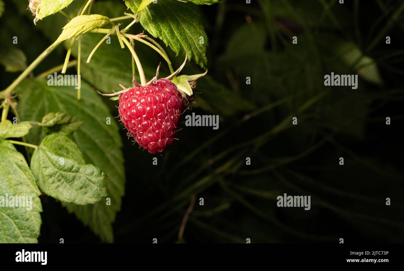 Raspberry, red fruit in close-up. Ripe raspberry isolated on a dark ...