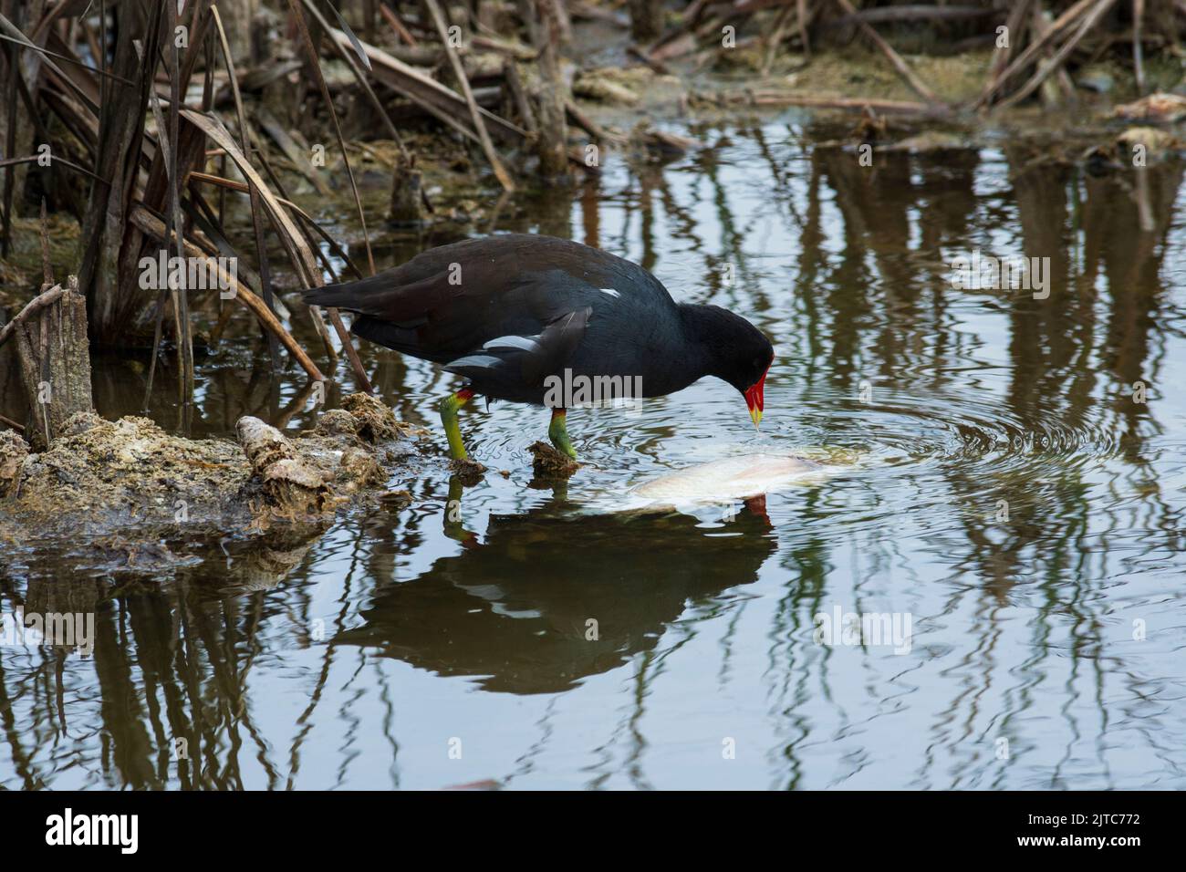Common gallinule, Moorhen, Gallareta de Pico Rojo, feeding at Pantanos ...
