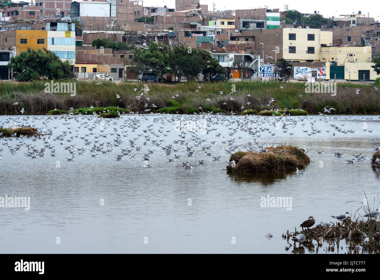 Peru lima environment fauna hi-res stock photography and images - Alamy