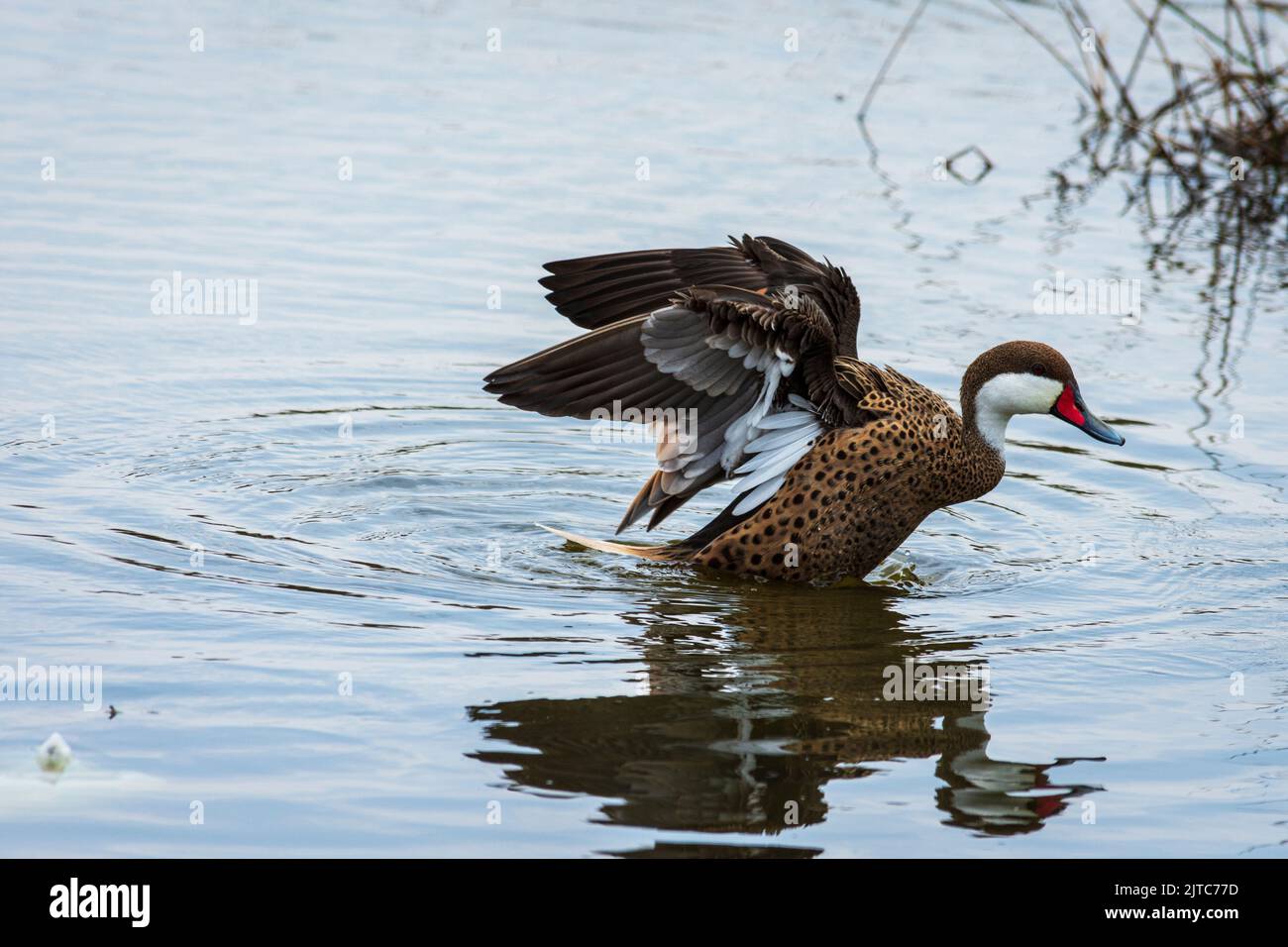 Anas bahamensis (White-cheeked pintail) swimming at Pantanos de Villa, Lima, Perú Stock Photo ...