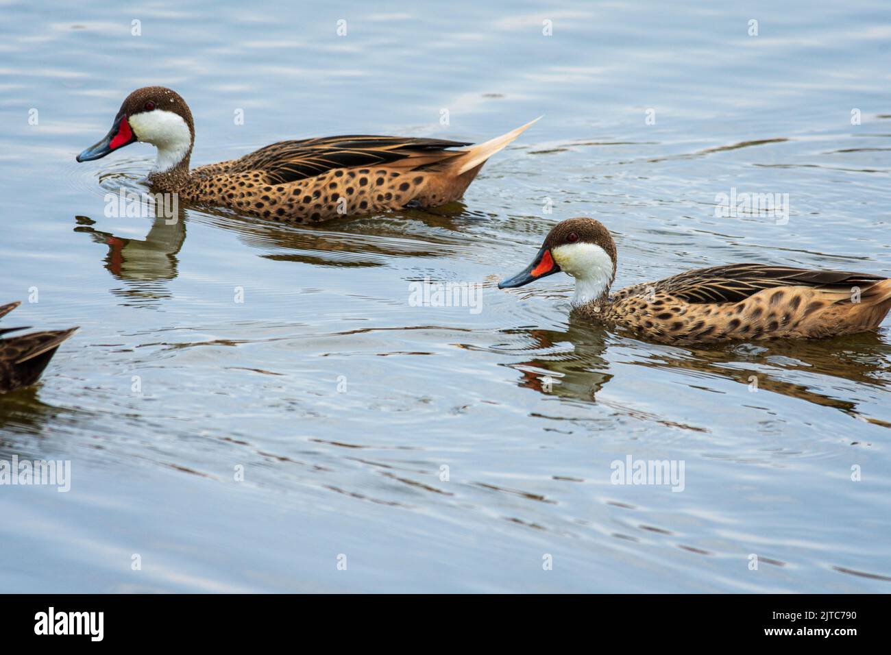 Anas bahamensis (White-cheeked pintail) couple swimming and feeding at Pantanos de Villa, Lima ...