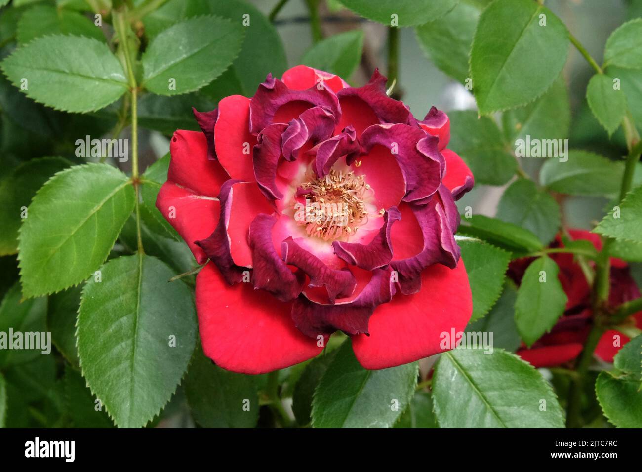 Burnt red hi-res stock photography and images - Alamy