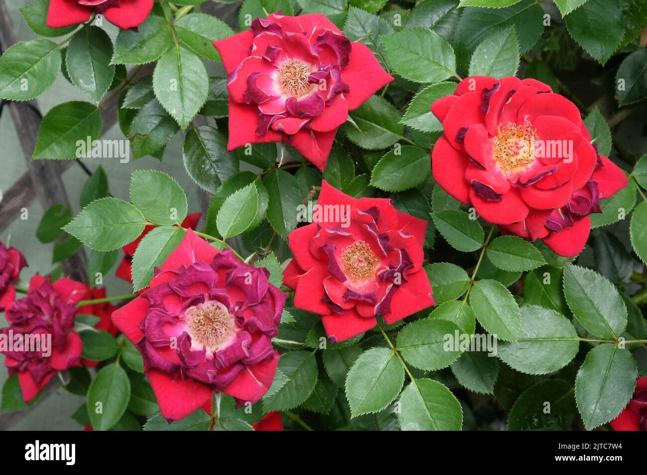 A burnt red climbing rose, with petals scorched in a heatwave Stock ...